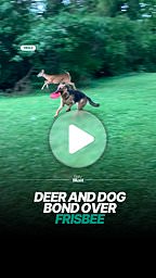 Deer and German shepherd play frisbee