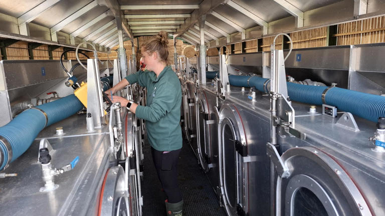 Comparing native and commercial sheep breeds when grazing on different ...