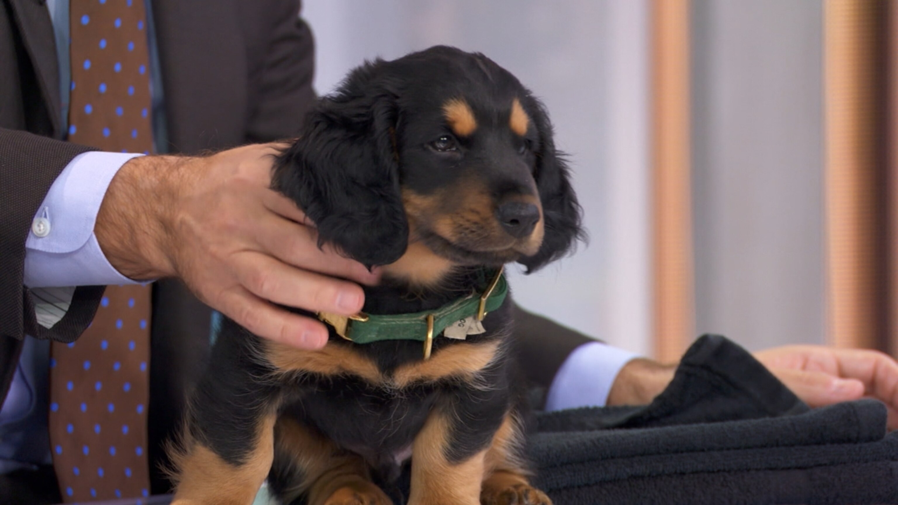 George Stephanopoulos adds new family member
