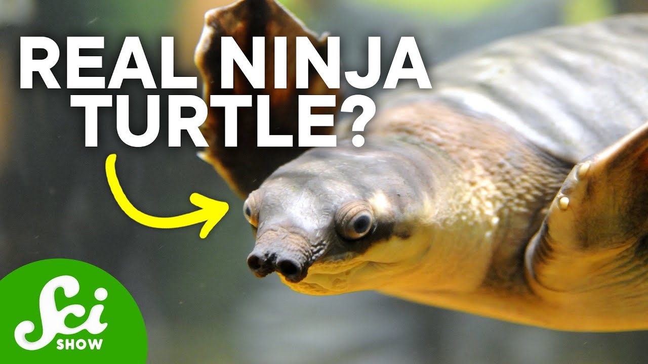 How turtles pee out of their mouths & other fun facts