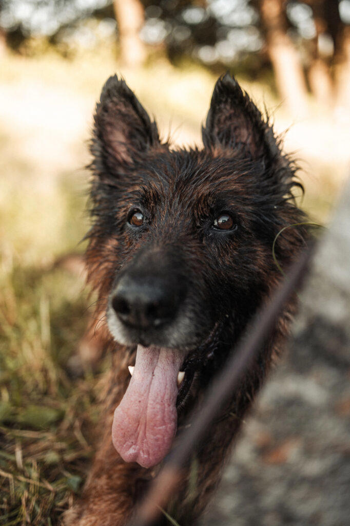 Inside the rapid evolution and explosive origins of the Chernobyl dogs