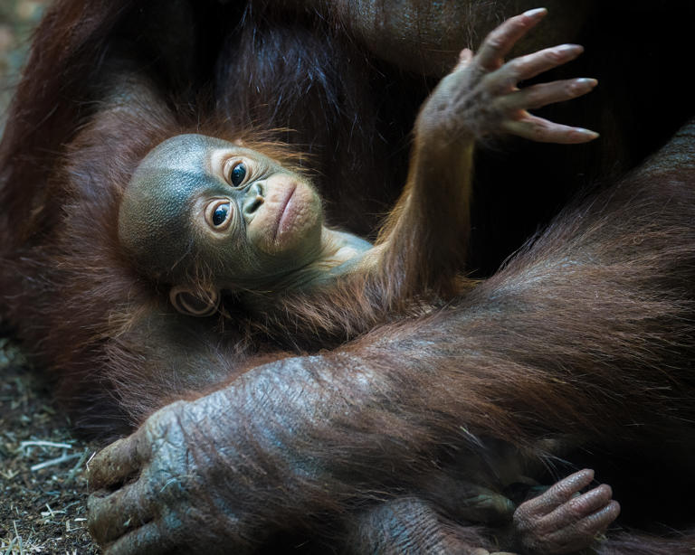 Heartwarming video shows baby orangutan Rufus and dad Kawan playing ...