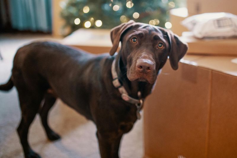 Dog breeds that become completely obsessed with their humans