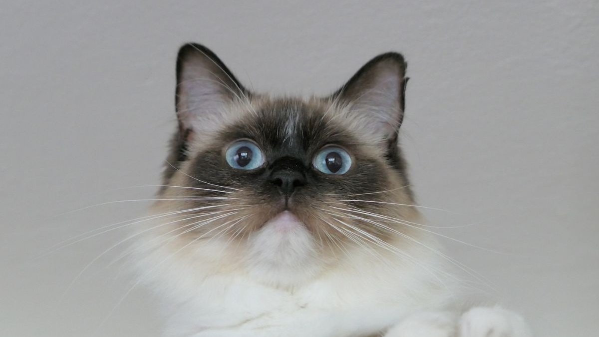 8 pets that are perfect companions for lonely people