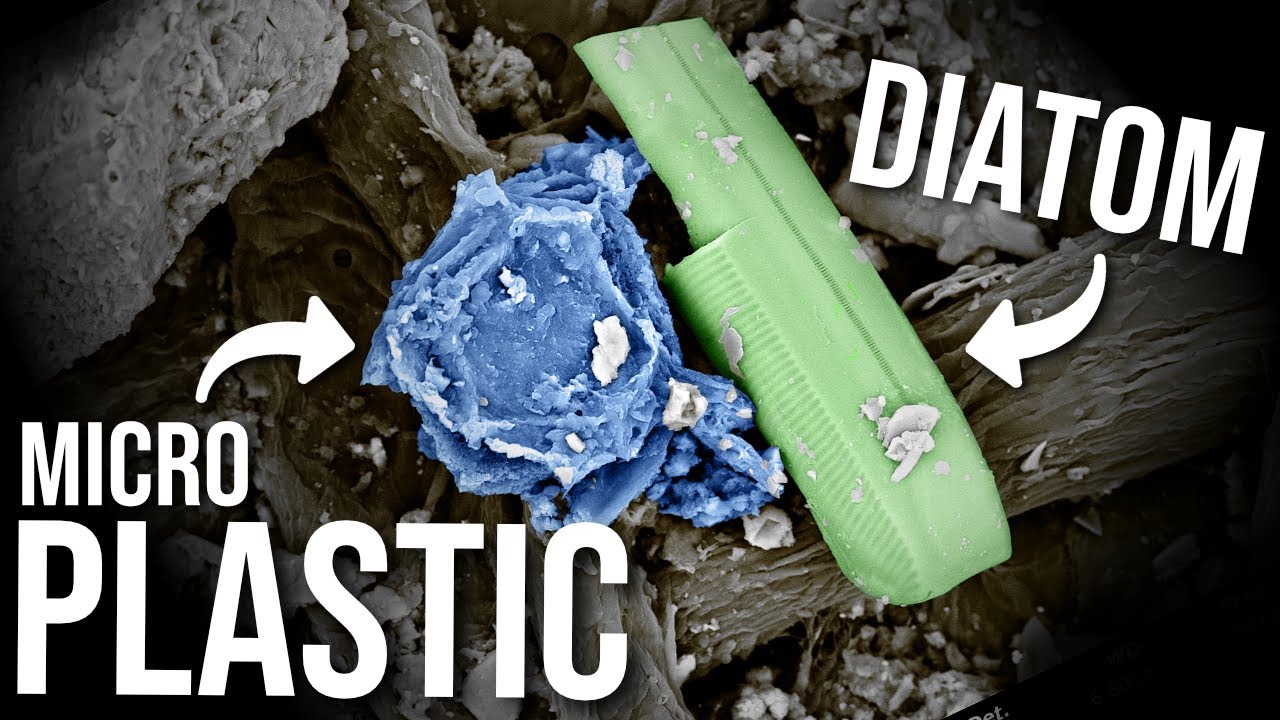 I extracted microplastics from a lake using olive oil