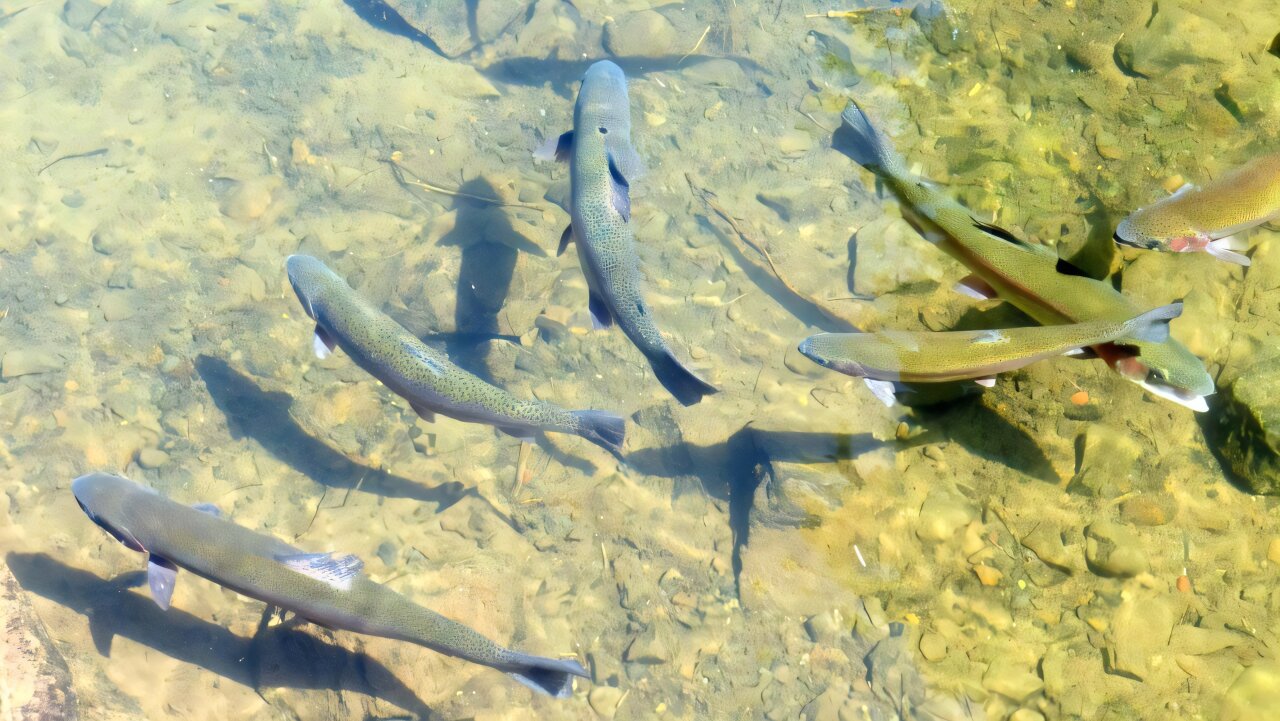 Wild fish show individual 'early bird' and 'night owl' activity patterns