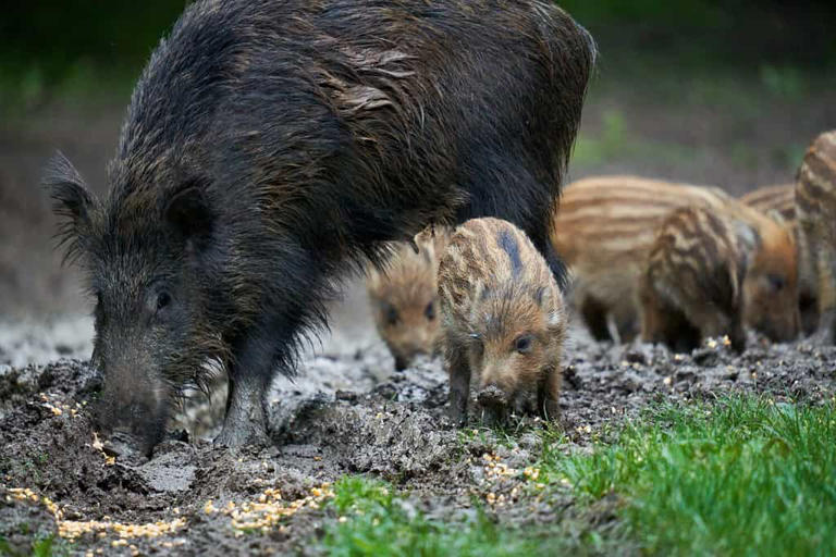 How Missouri beat back its wild-pig invasion — and what other states ...