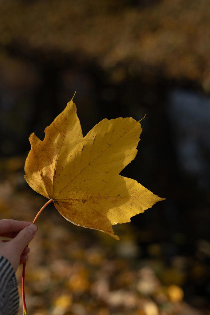 Fun things to do this fall in DFW