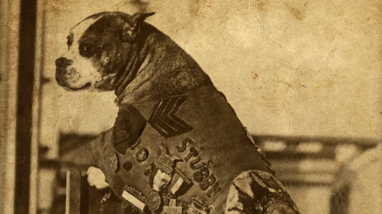 Why these dogs earned more medals than most soldiers