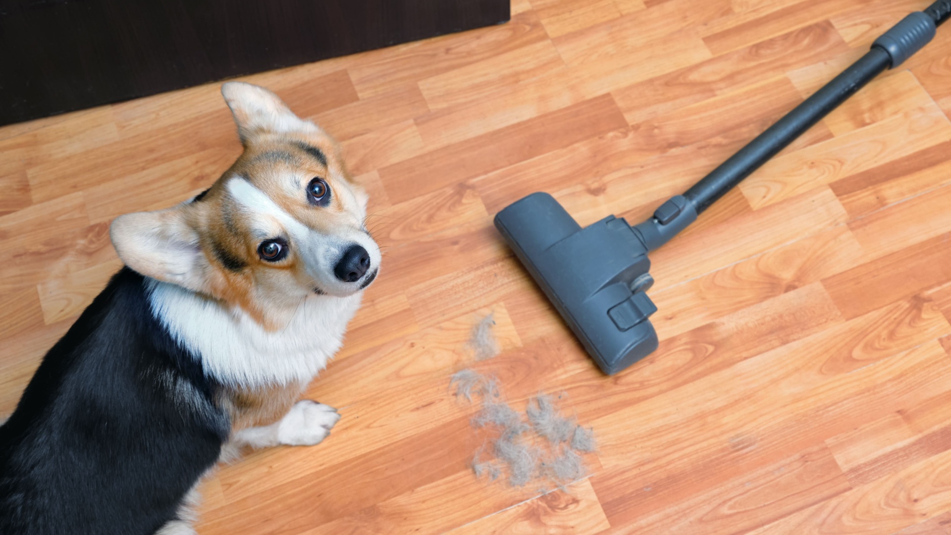 9 pet hair management hacks that won’t drive you crazy