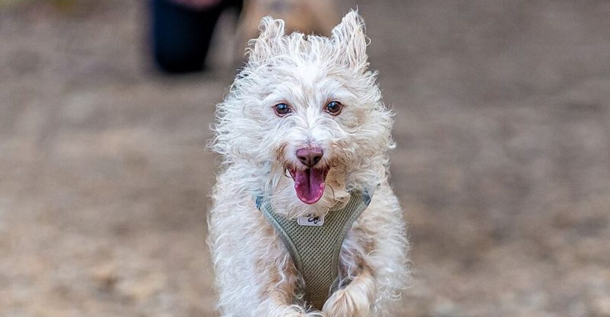 11 dog breeds that turn everyday walks into full-blown adventures