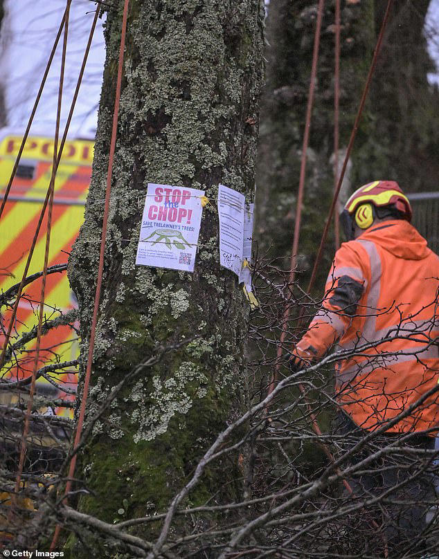 Furious protesters clash with police as trees chopped down by council ...