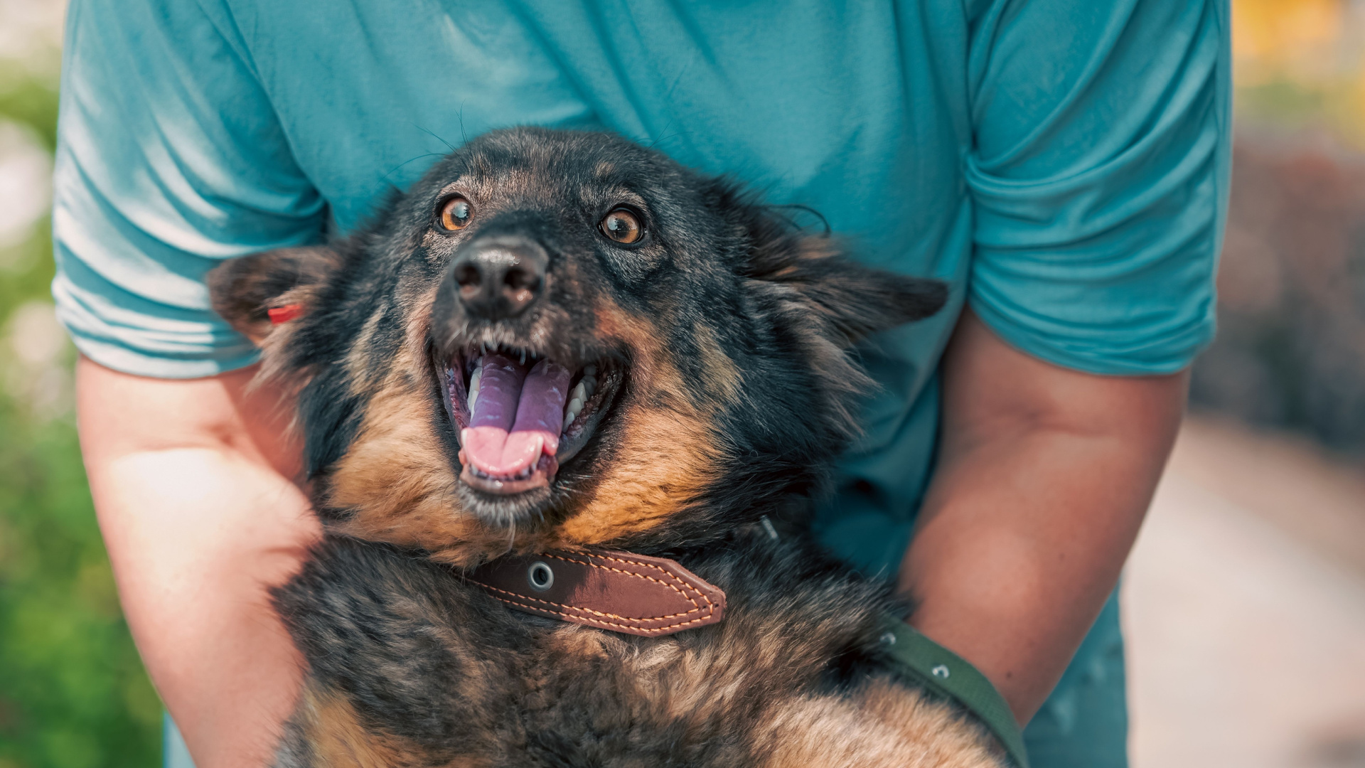 Dog breeds that become completely obsessed with their humans