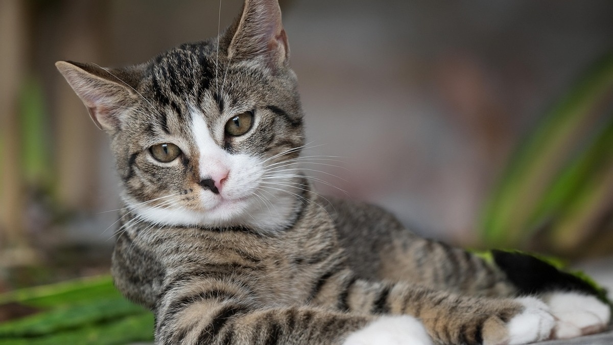 Why having a cat can make your days happier and more peaceful