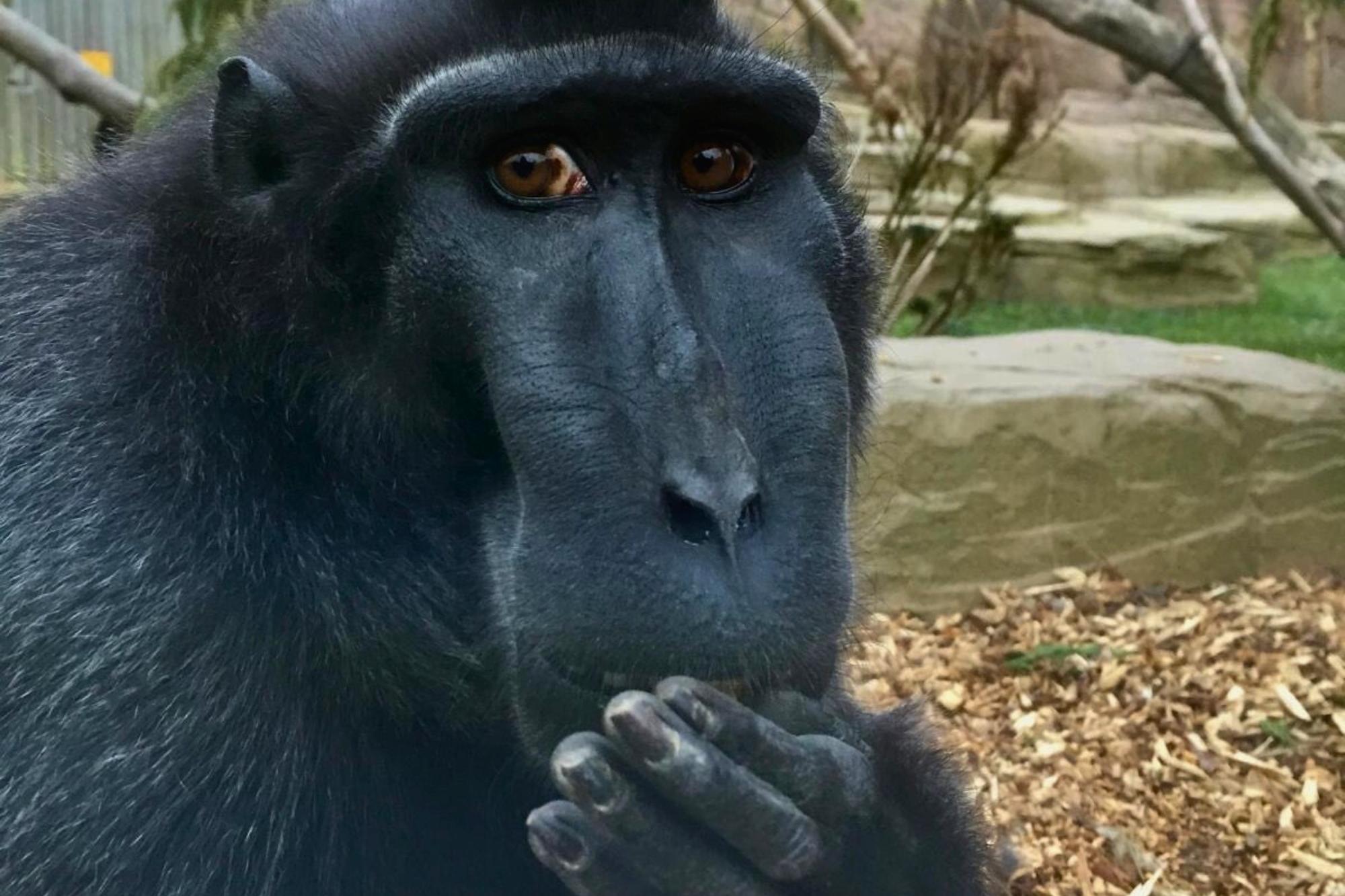 Drusilla's mourns loss of 'much-loved' macaque