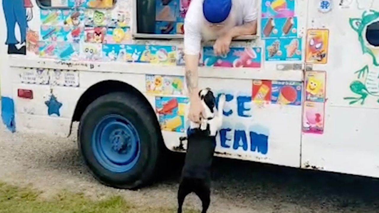 Dog buys ice cream from truck every day | Happily best of