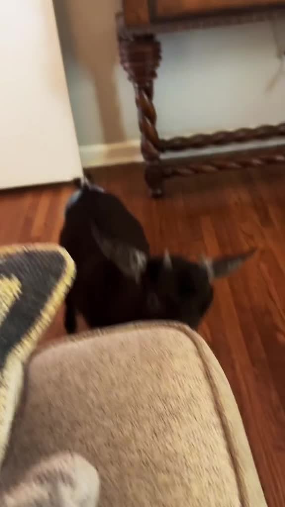 Waking up Blossom: My baby goat’s first morning indoors