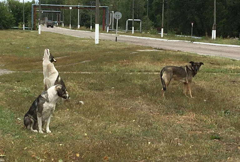 Inside the rapid evolution and explosive origins of the Chernobyl dogs