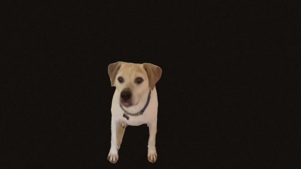 People don't understand animals as much as they think they do