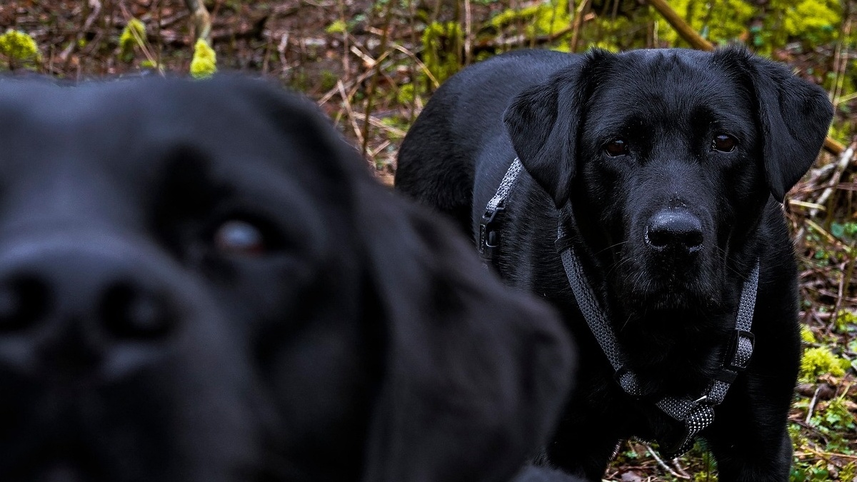 7 messages your dog would like to tell you before leaving