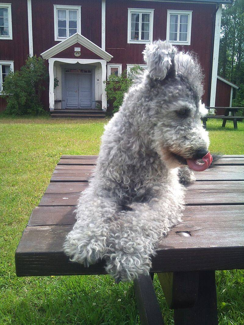 11 dog breeds that invent their own games when they get bored
