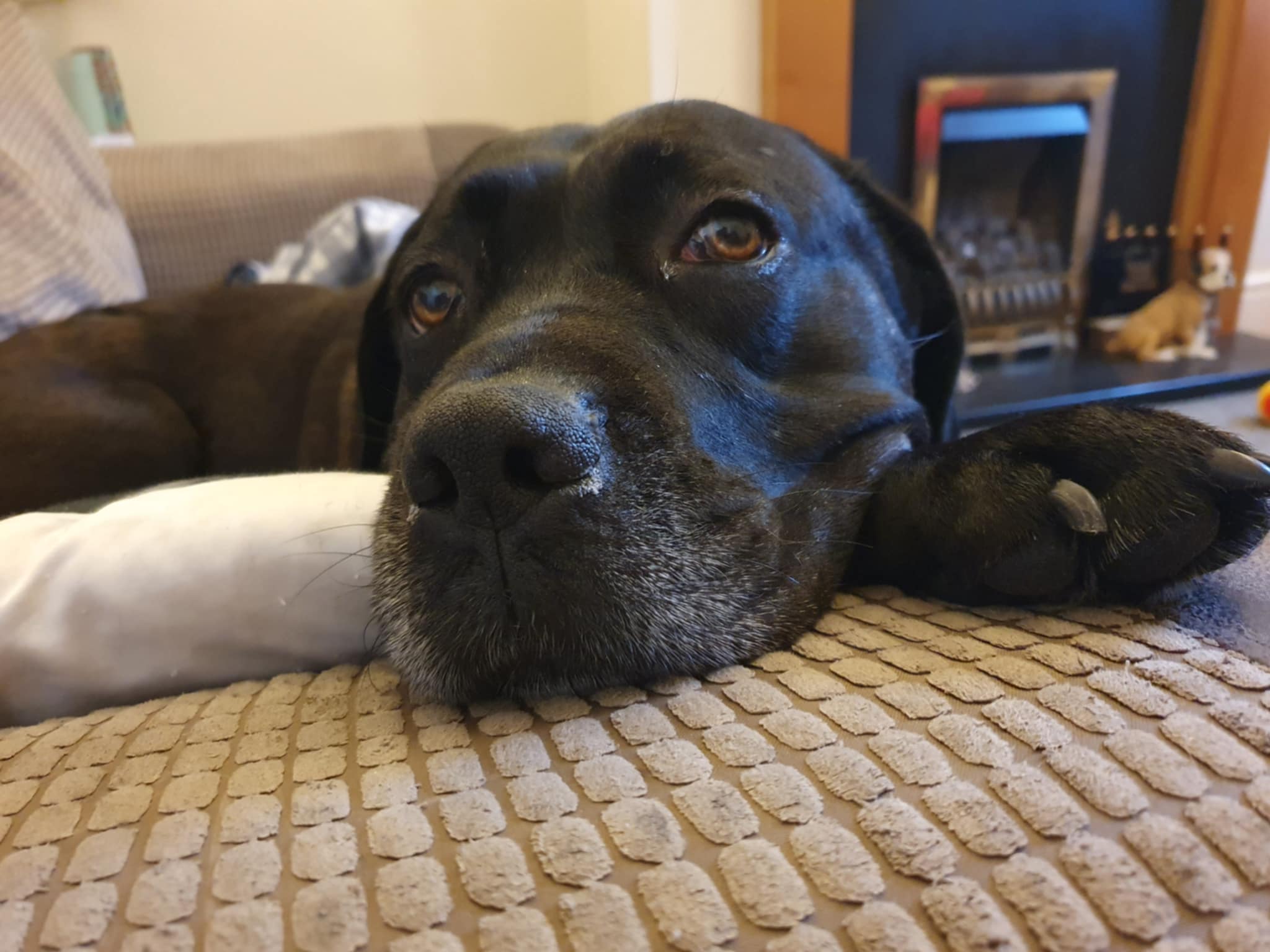 Mistreated dog Cleo still in RSPCA Preston care 257 days later and ...