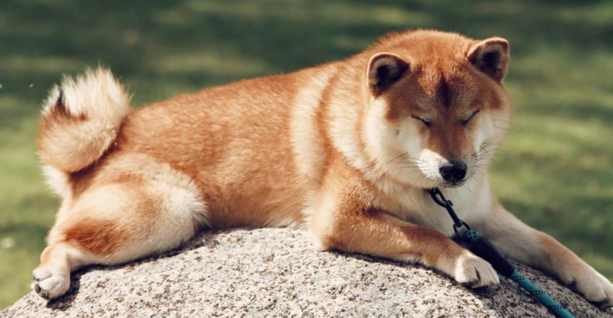 10 dog breeds that get moody when their routine changes suddenly