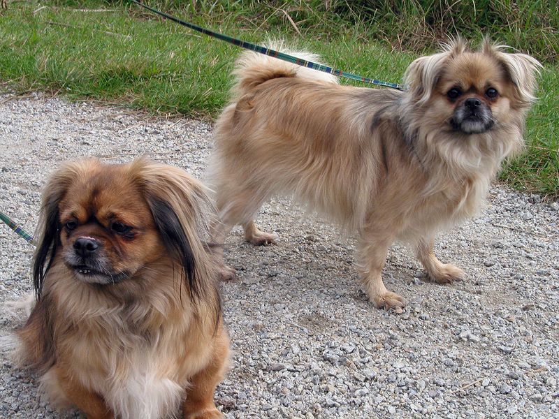 10 dog breeds that get moody when their routine changes suddenly