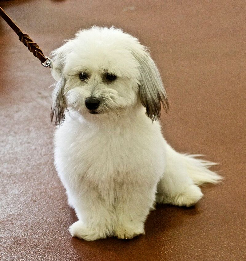 10 dog breeds that get moody when their routine changes suddenly
