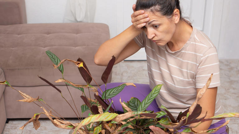 The telltale sign it's time to say goodbye to that dying houseplant