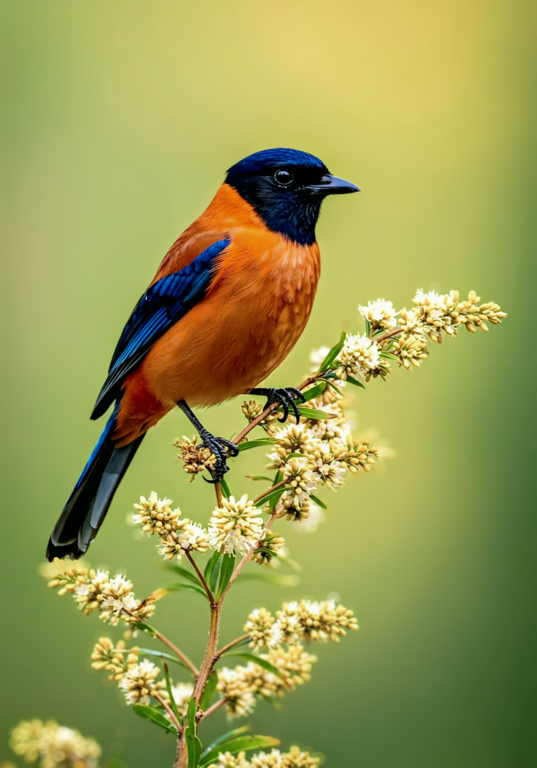 The 10 most dangerous birds in the animal kingdom
