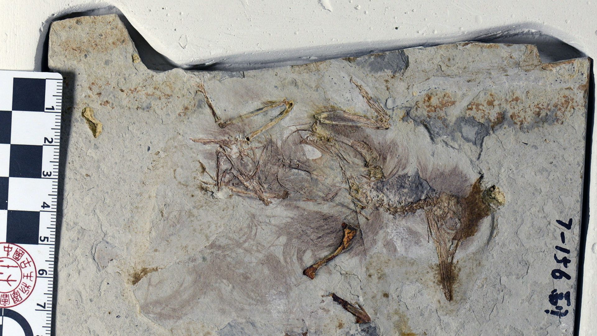 Stony diet: 120 million-year-old bird fossil reveals choking as cause ...