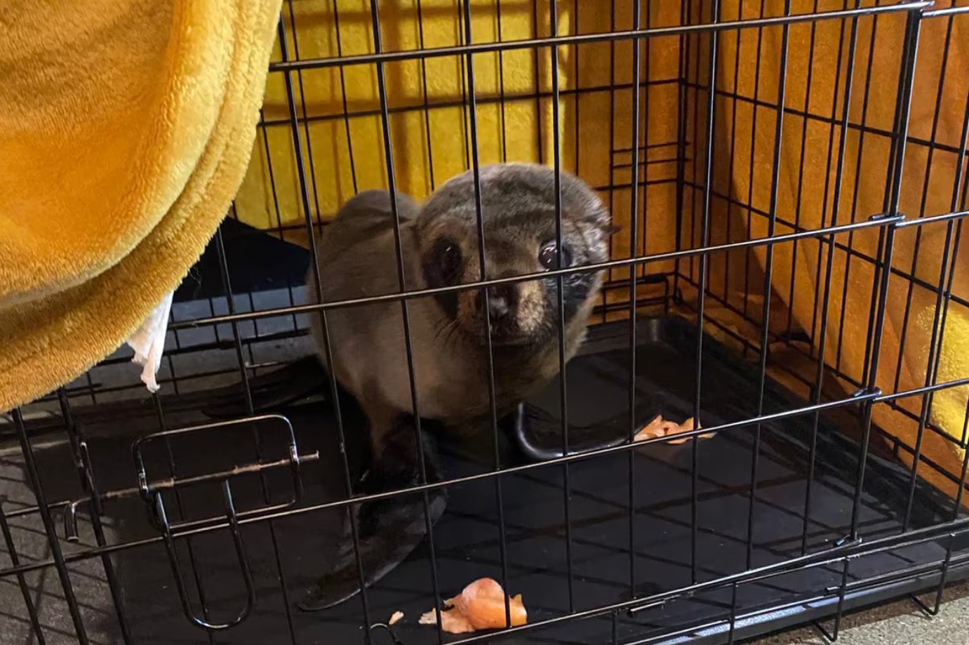 Il croyait voir un chien... mais ce client tombe nez à nez avec un bébé ...