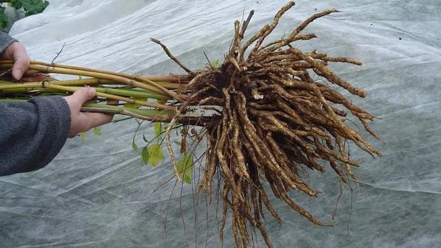 Lost vegetables: 5 ancient crops that disappeared from modern farming