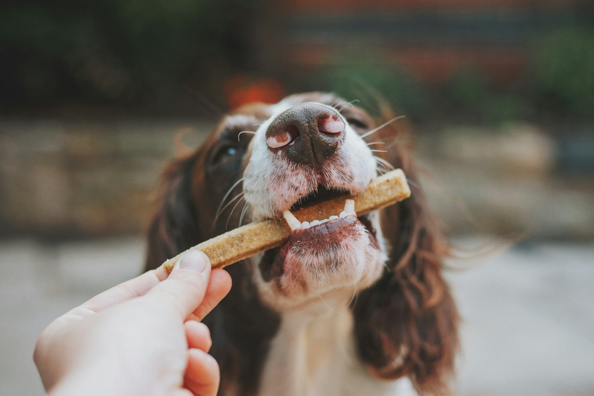 15 homemade treats your dog will truly love