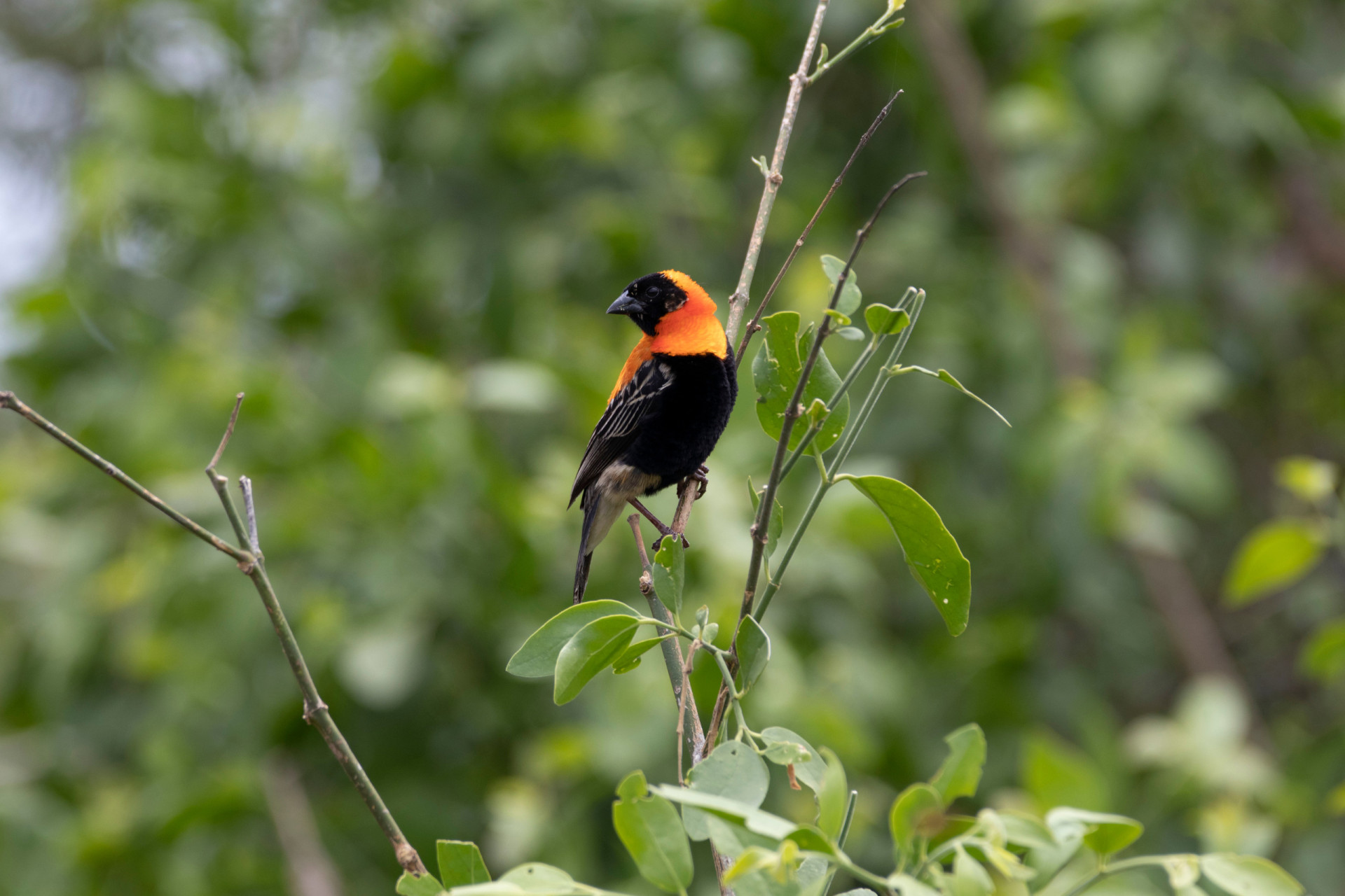 The 10 most dangerous birds in the animal kingdom