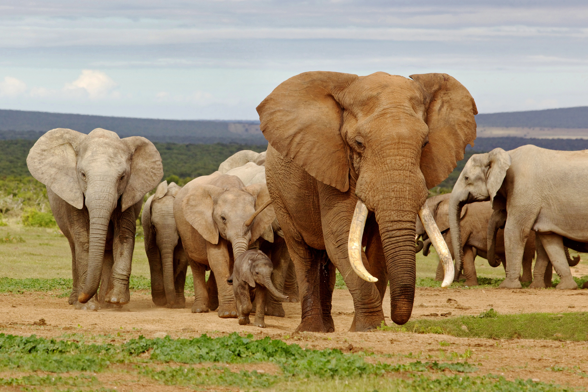 Animals that inspired mythical creatures