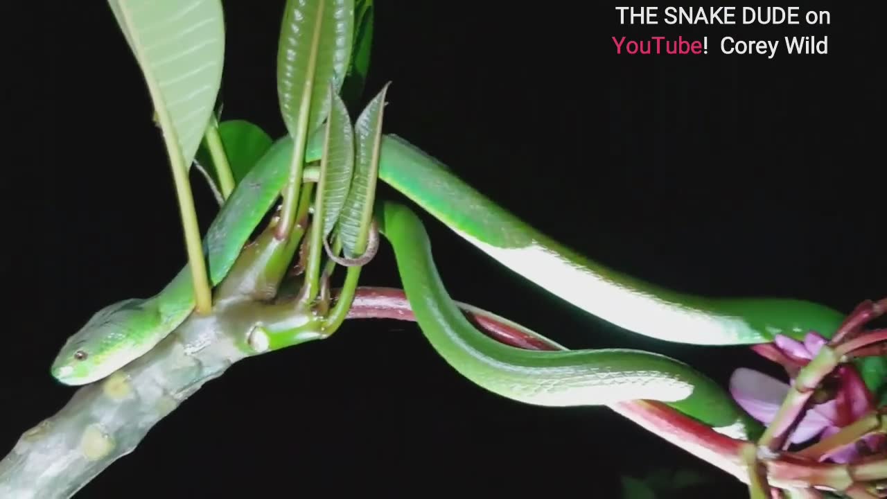 Stunning emerald green pit viper discovered in jungle canopy