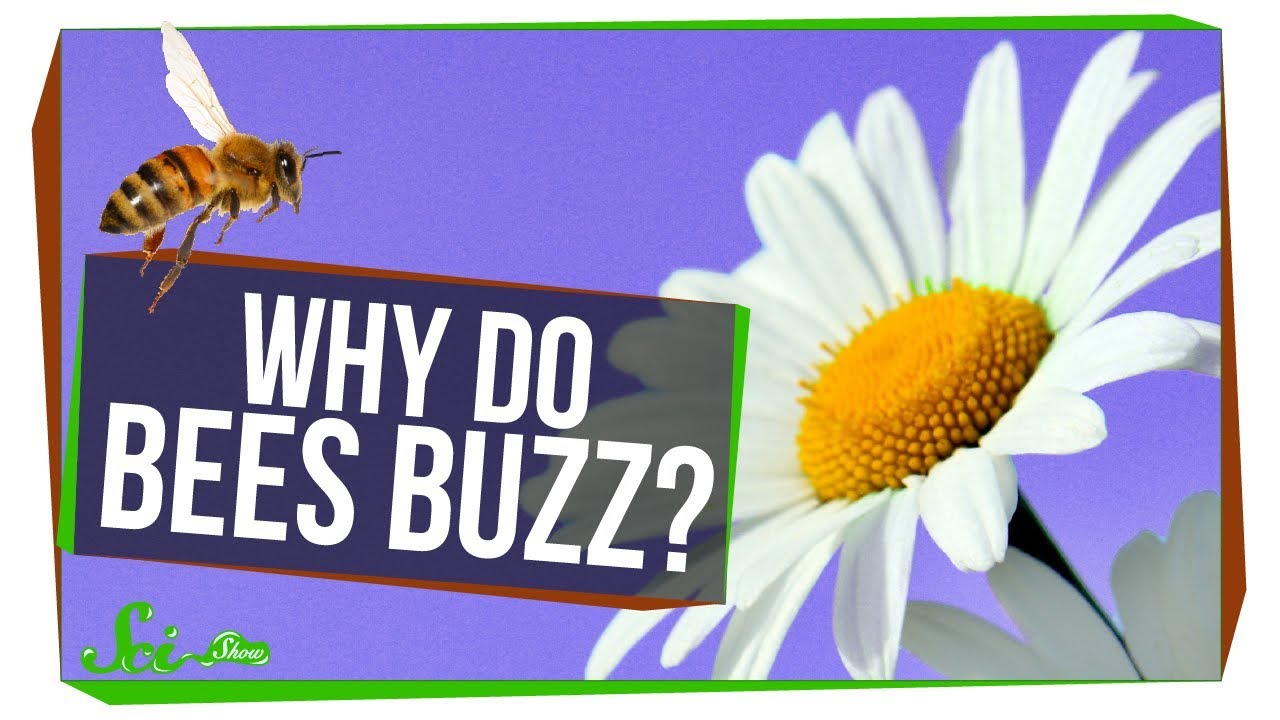 Why do bees buzz?