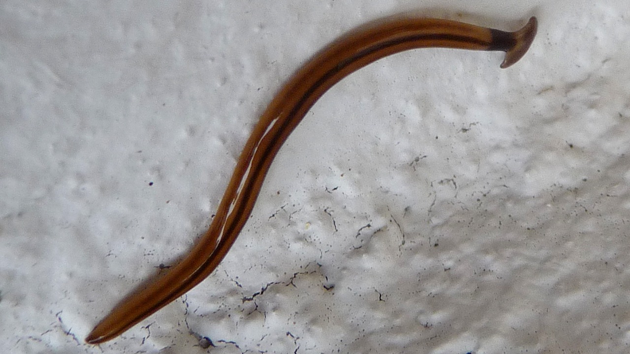 A tiny worm may reveal how the brain regulates aging