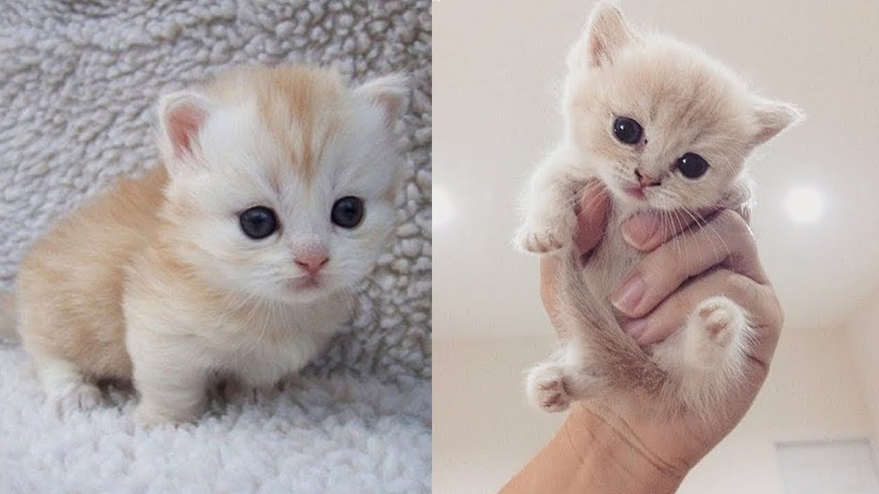 Little kittens too adorable to resist