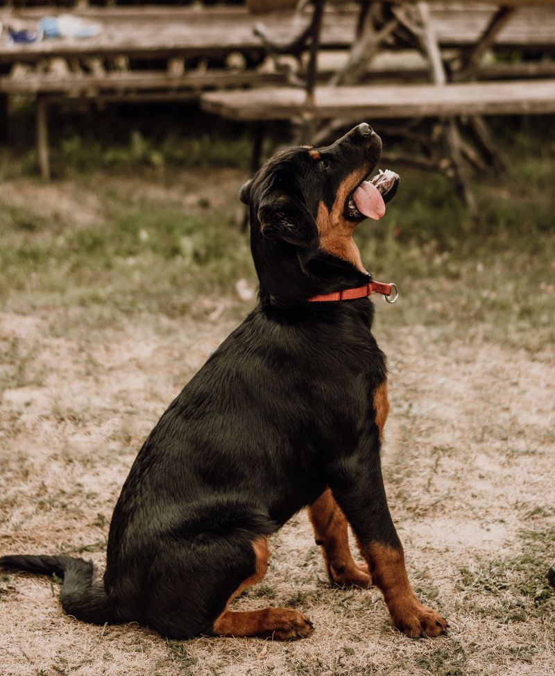 13 dog breeds that treat every stranger with suspicion at first