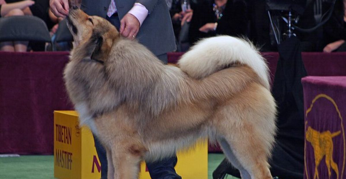 13 dog breeds that treat every stranger with suspicion at first