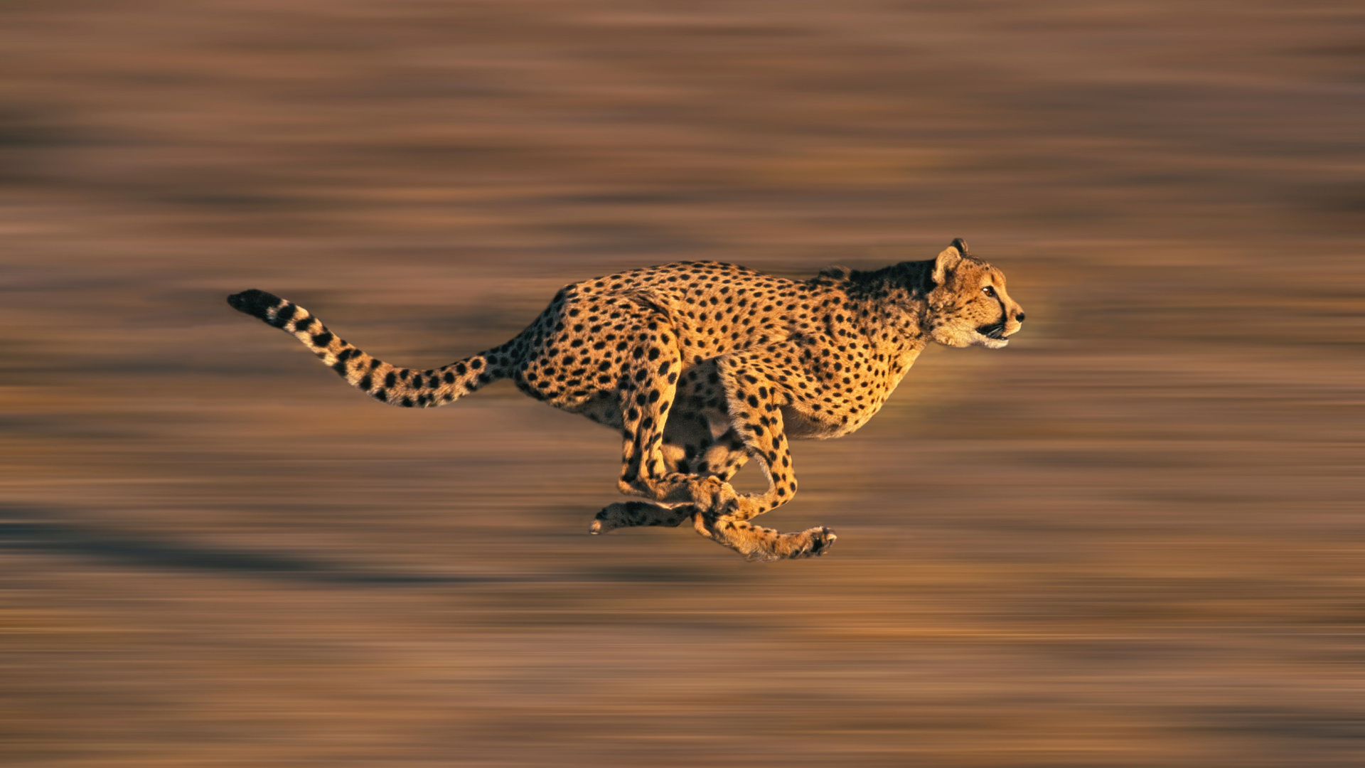 Why are cheetahs so fast?