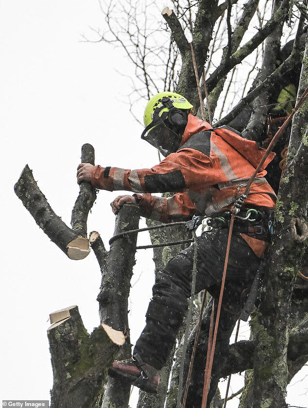 Furious protesters clash with police as trees chopped down by council ...