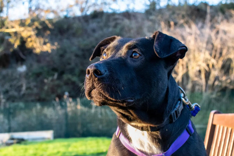21 adorable dogs and puppies at Dogs Trust Merseyside looking for ...