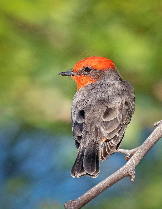 How to identify a vermilion flycatcher