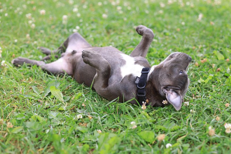 8 easy tricks to teach your dog (that are actually fun for both of you)