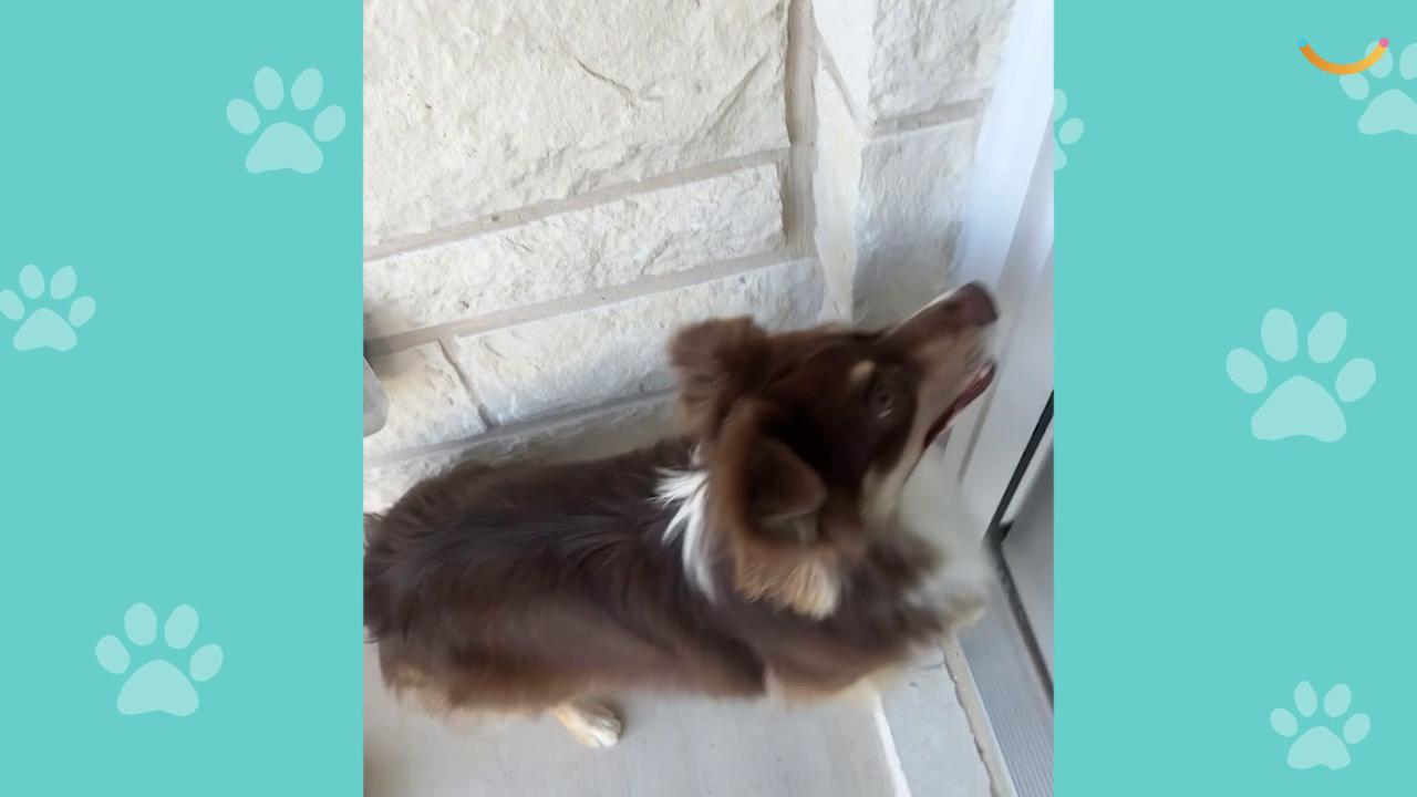 Dog moves into a new apartment with a backyard surprise
