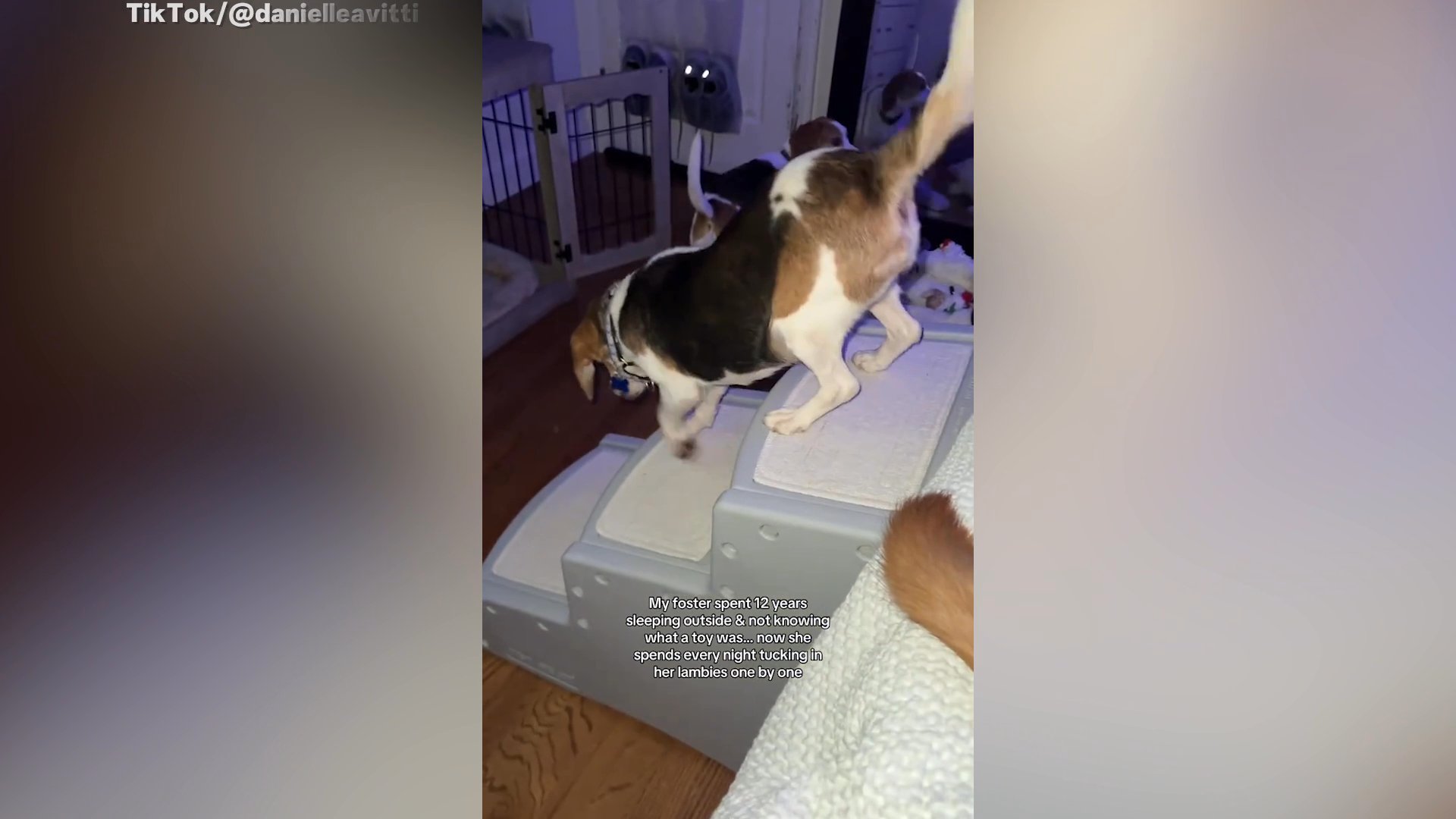 Foster dog brings toys to bed